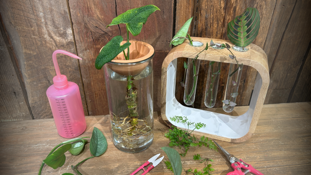 Houseplant Propagation – Garland Nursery