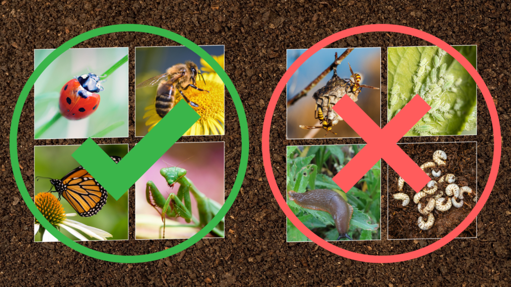 Q&A: Bugs – Garland Nursery